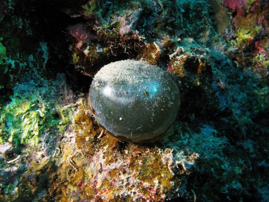 Believe It or Not, This is a Single-Celled Organism, Valonia Ventricosa ...
